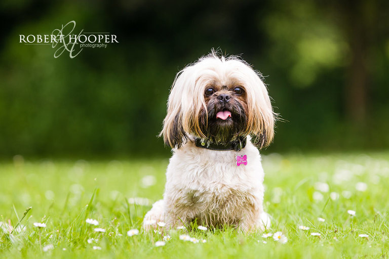 Natural Outdoor Dog Photography Surrey - Sussex wedding photographer ...